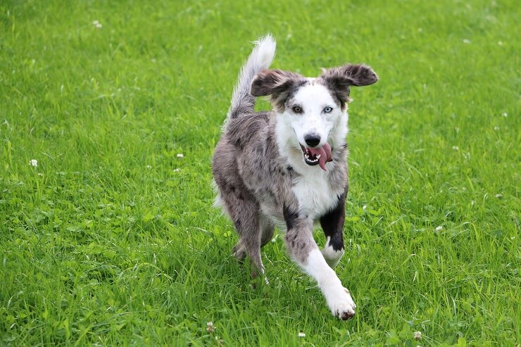 White Australian Shepherd Lab Mix